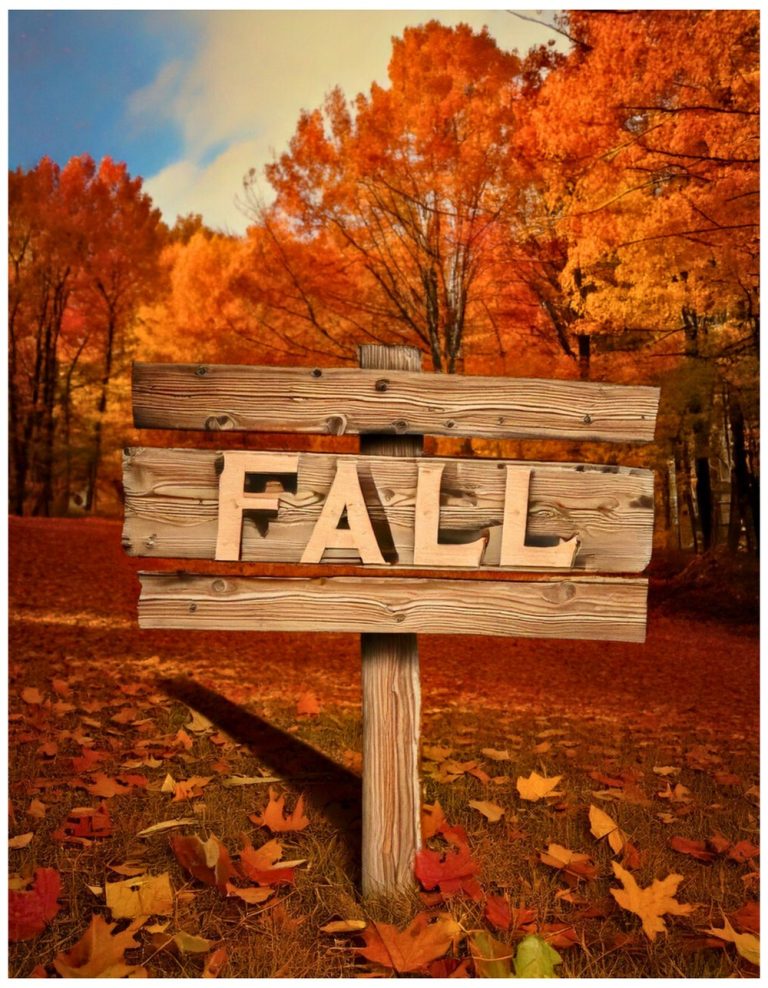 15 Beautiful Fall-Themed Decor Ideas for Festive Touch - The Newlywed